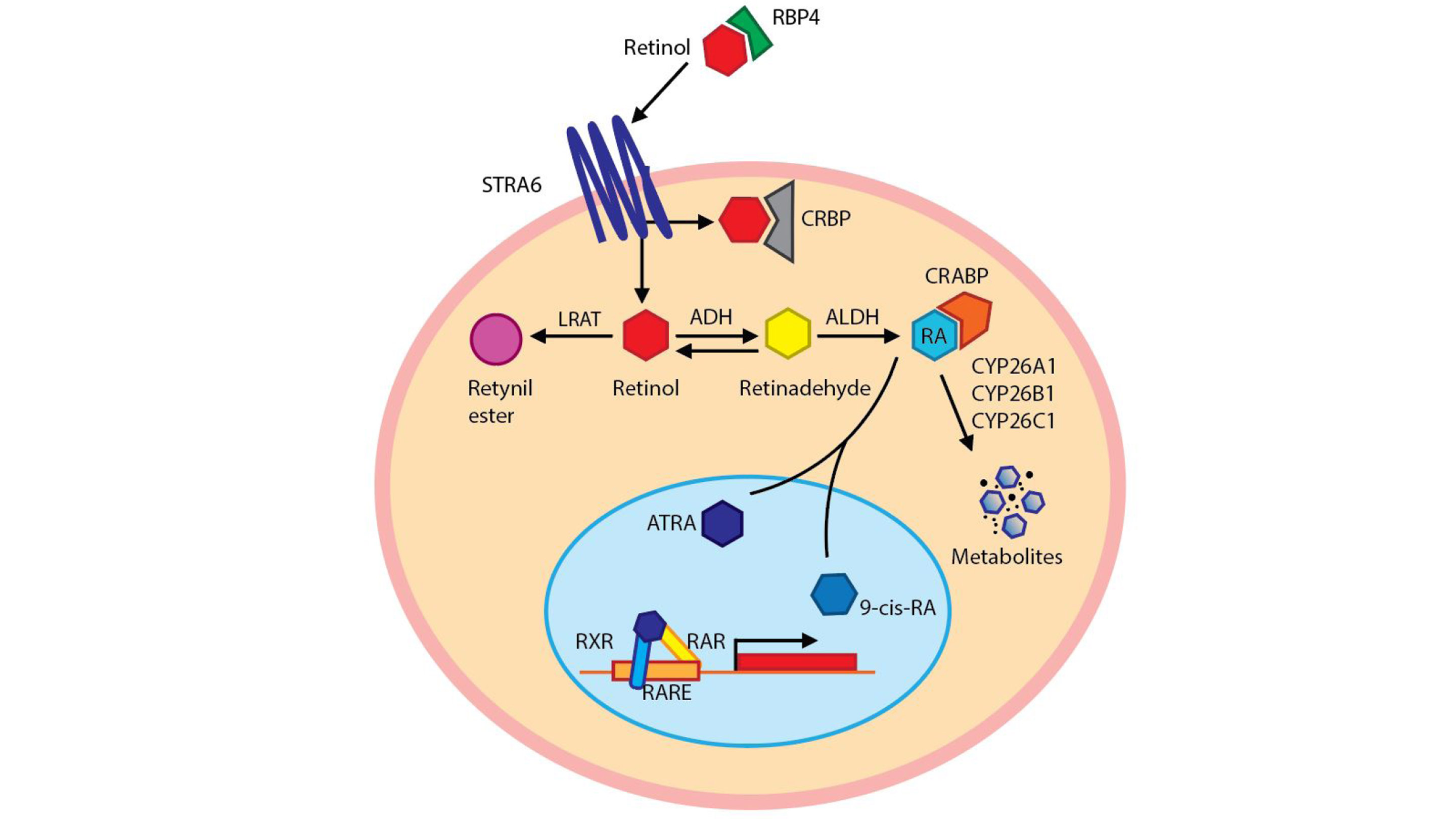 Research Areas - Cancer metabolism