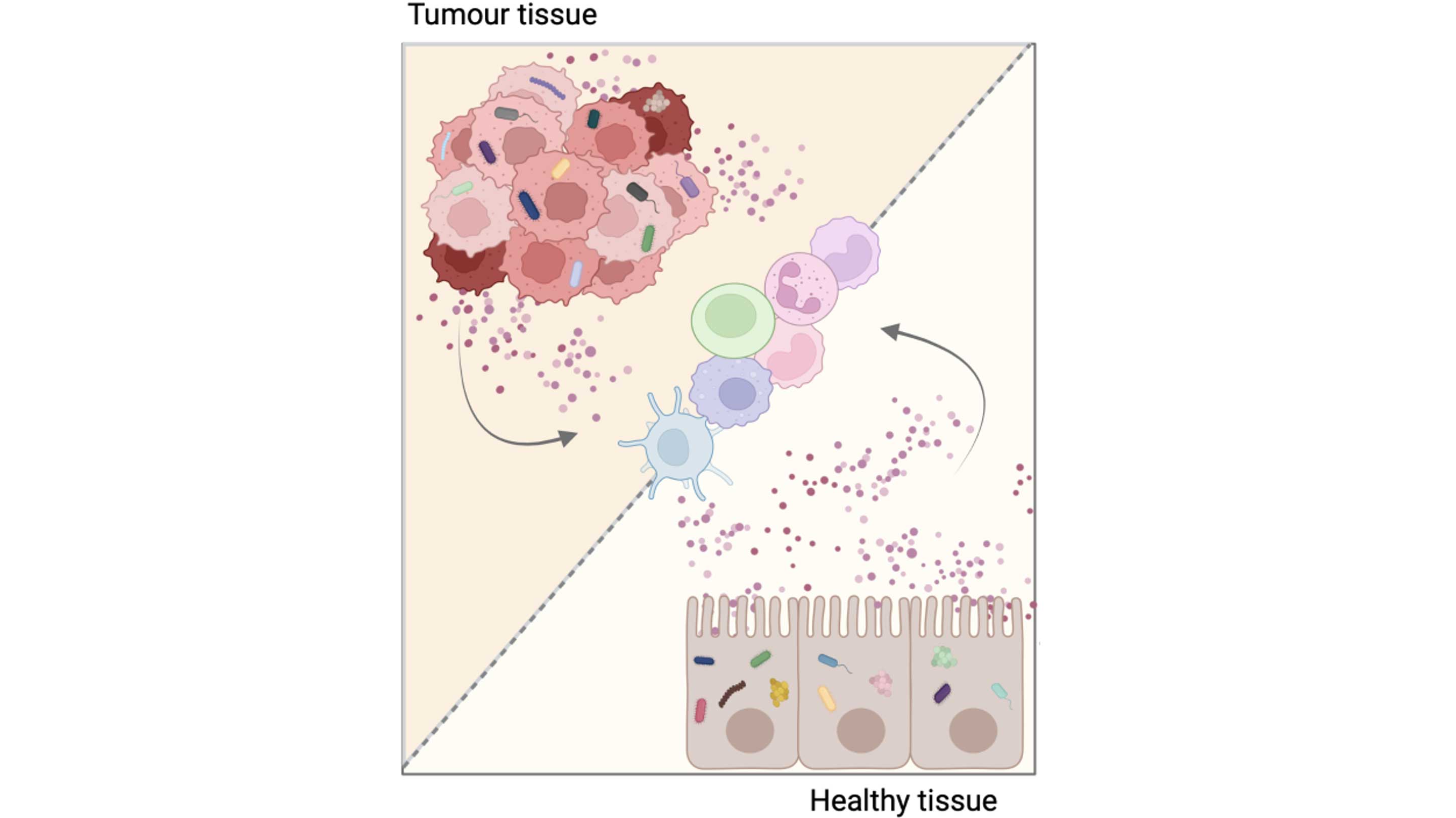 Research project - The role of the gut and tissue-associated microbiota ...